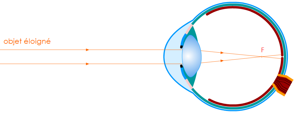 PCCL - L'ŒIL - Cours de 4e - - Physique Chimie au Collège | Classe de ...